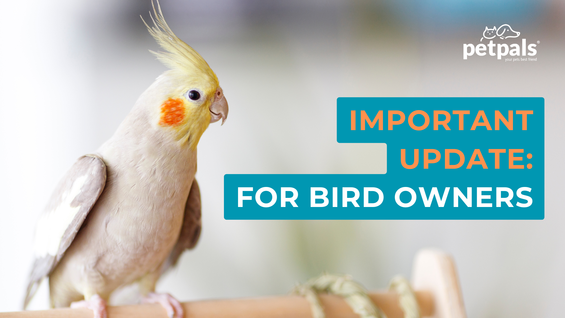 Important Update: For Bird Owners