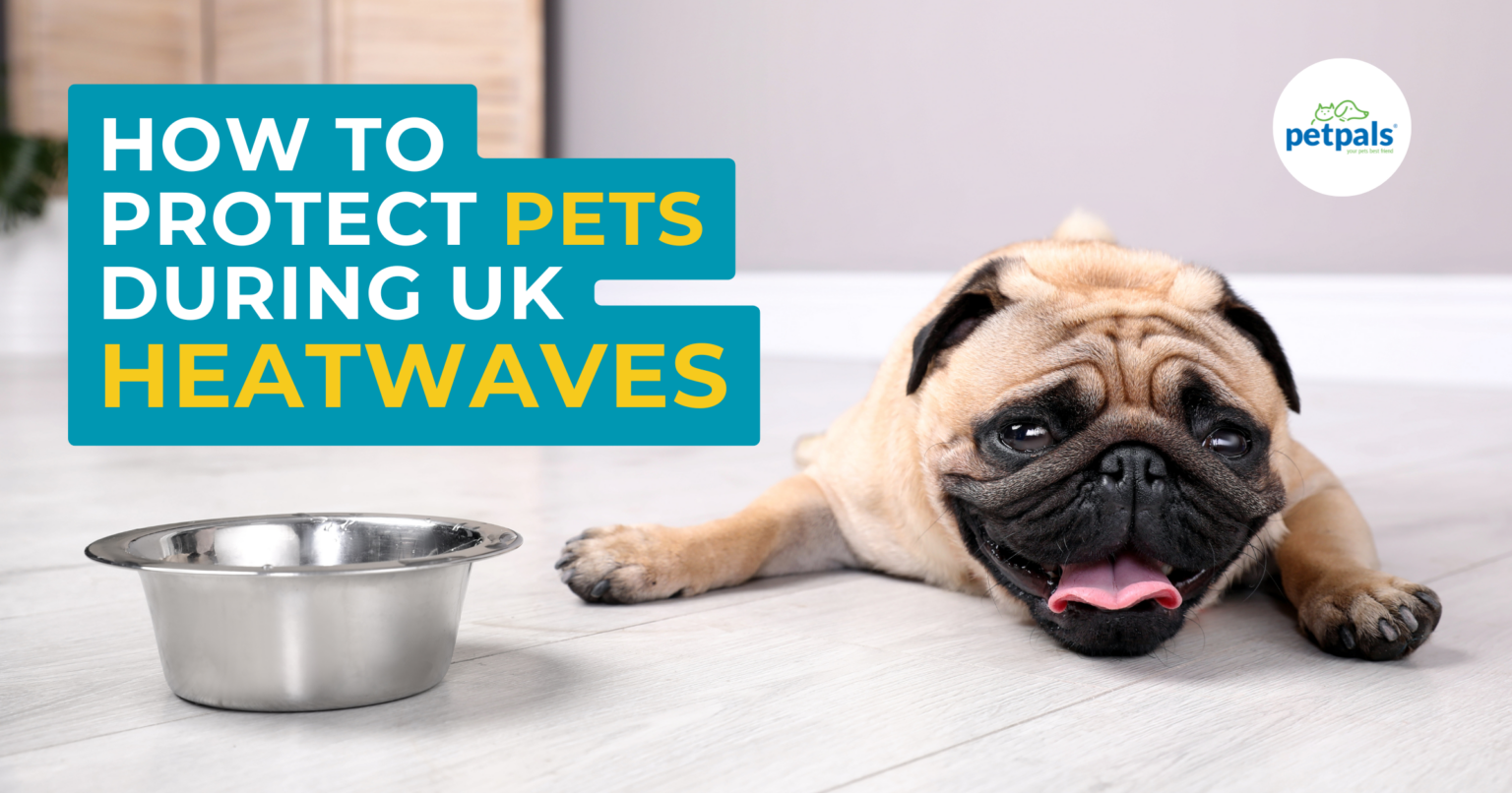 Pet Heat Safety: How to Protect Pets During UK Heatwaves