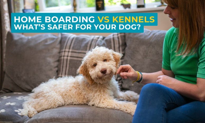 Home Boarding Vs Kennels: What’s Safer For Your Dog?